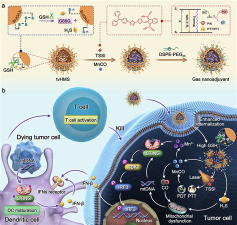 The Fabrication And Biological Functions Of Gas Nanoadjuvant A