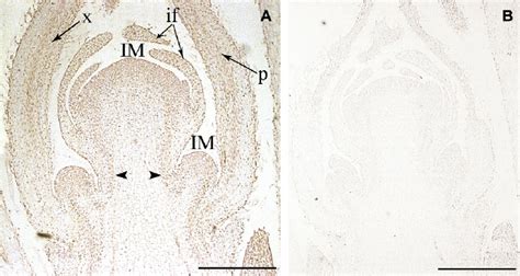 In Situ Localisation Of Htknot1 Transcripts In Longitudinal Sections Of