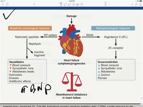 Heart Failure Flashcards Quizlet