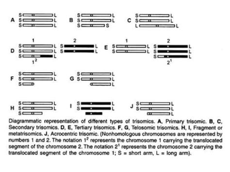 Aneuploid Mapping Of Chromosomes Explained Ppt Infertility