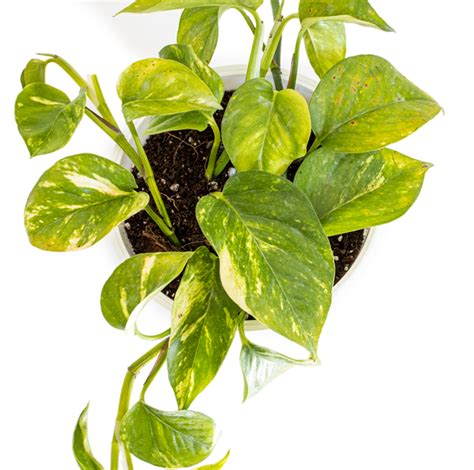 Pothus Planta Plantacolgante Plantatropical Scindapsus