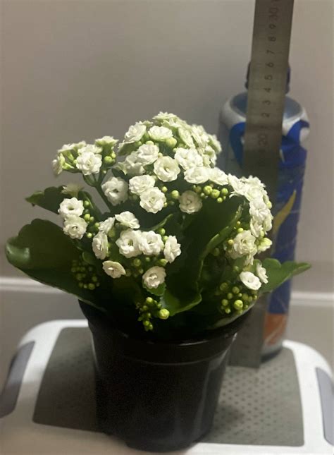 Барын ТОМ ЦЭЦЭГТ ЗУЗААХАЙ Давхар дэлбээт ҮНЭ 28К БЭЛГЭДЭЛ АЧ ХОЛБОГДОЛ 🌺ХҮҮХЭДЭД ЭЭЛТЭЙ