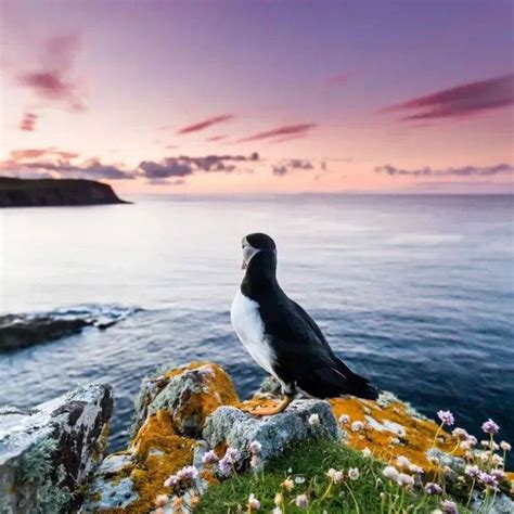 打鸟”，让人如此着迷！鸟类金奖铜奖