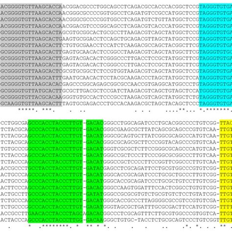Multiple Sequence Alignment Of Selected Available Nucleotide Sequences Download Scientific