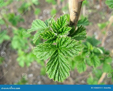 Growing Raspberry In Spring Stock Image Image Of Bush Grow