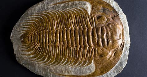 Trilobite Fossil Trilobite Fossil