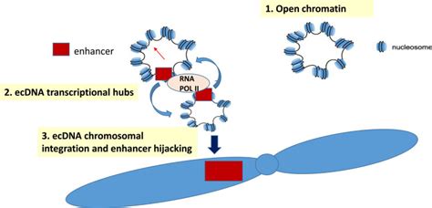 Extrachromosomal Dna Ecdna An Origin Of Tumor Heterogeneity Genomic Remodeling And Drug