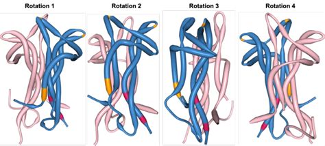 Bdnf Nt 4 Heterodimer Structural Analysis To Highlight Coevolving And Download Scientific