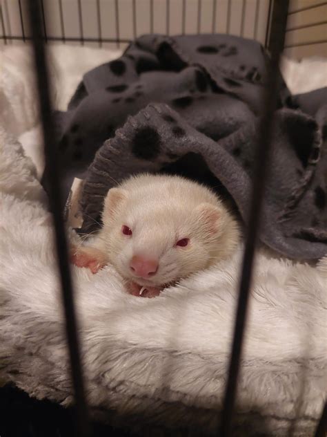 Tiny Ruby Enjoying Her Big New Bed Rferrets