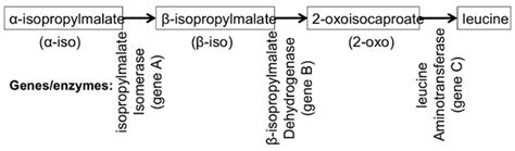 Solved Below Is Leucine Biosynthesis Pathway Shown