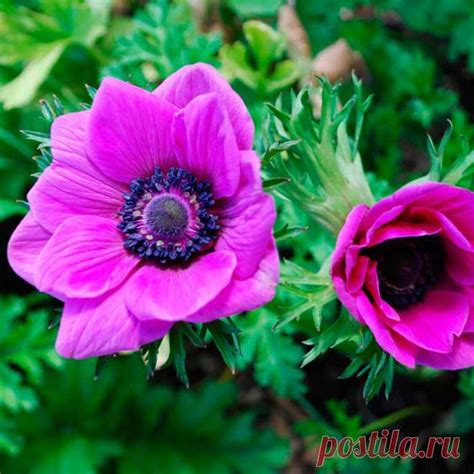 Многолетний садовый цветок Анемона Amemone Корневищный или клубневый т Мир комнатных