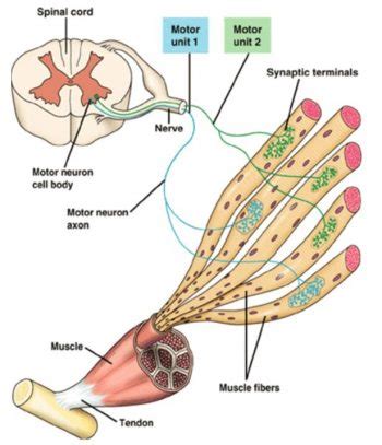 Muscle Physiology Muscle Physiology