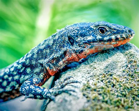 Blue Lizard Nature Wildlife Wallpaper 1600x1280 Resolution