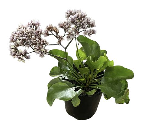 Limonium Perezii White Star 140mm The Garden Feast