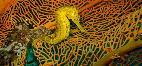 Choosing Seahorse Species For The Reef Tropical Fish Hobbyist Magazine