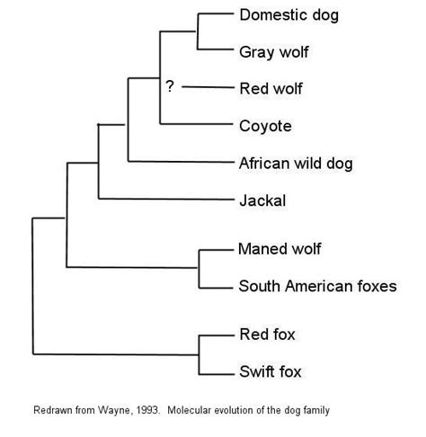 Canid Phylogeny