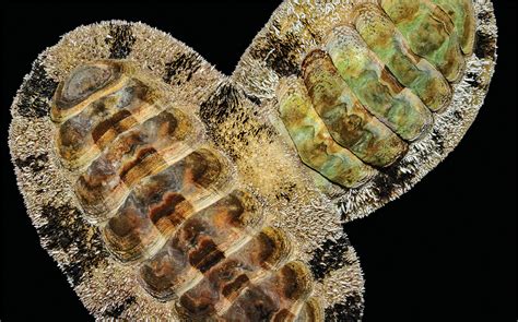 Crystalline Eyes Of Chitons Inspire Materials Scientists Science