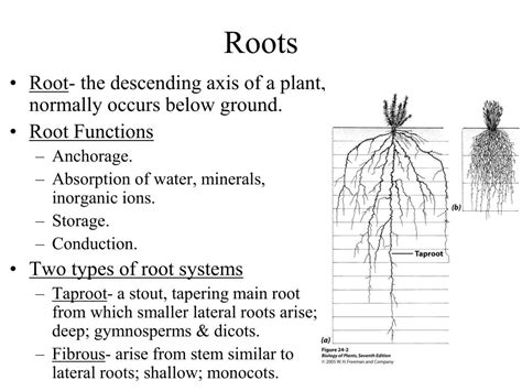 PPT The Root Structure And Development PowerPoint Presentation Free Download ID