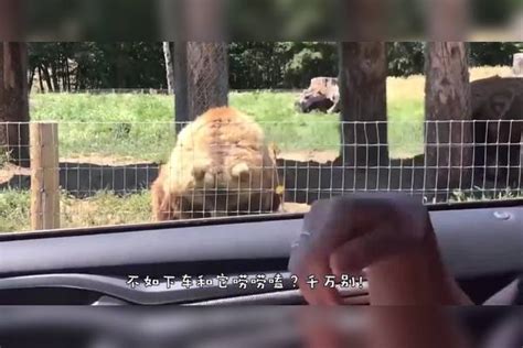 男子偶遇一头棕熊，下车就开始挑衅，结果棕熊开始发难棕熊挑衅结果