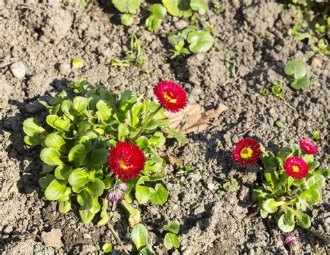 China Aster Flowers In The Spring Stock Image Image Of Ornamental Plants 272675051