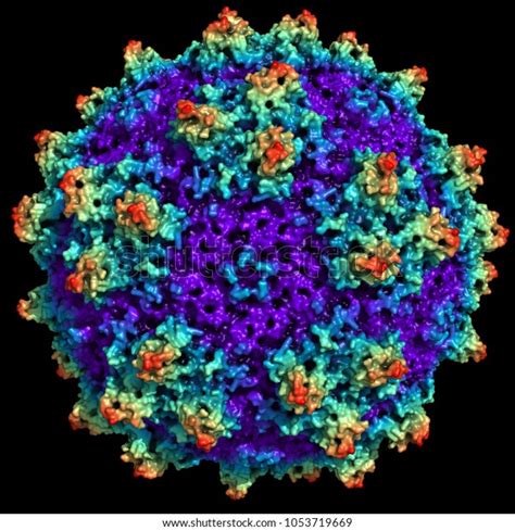 Adenovirus Particle Which Encloses Viral Dna Stock Illustration 1053719669 Shutterstock