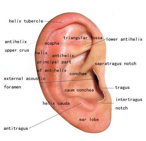 Anatomy Of The Ear