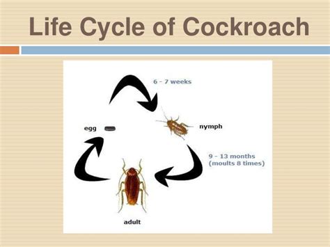 Wood Roach Life Cycle At Julian Dickinson Blog