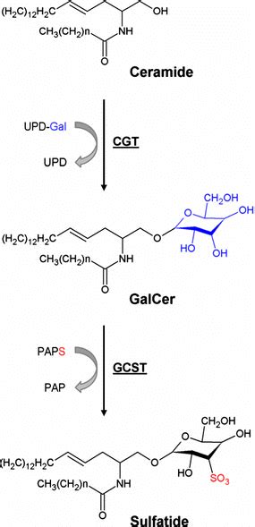 Structure And Biosynthetic Pathway Of Sulfatide The Major
