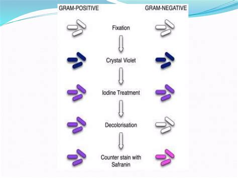 Stains And Staining Techniques Pptx