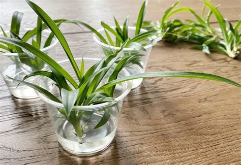 How To Easily Propagate A Spider Plant Made By Carli