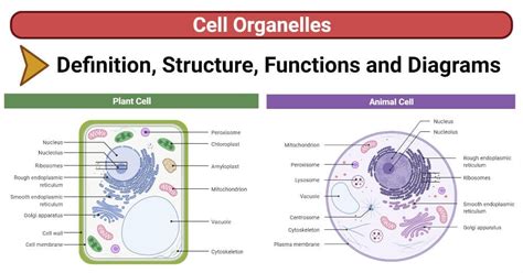 Plant Cell Structure And Function