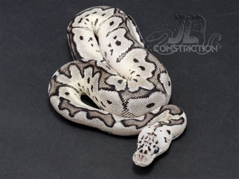 Axanthic Killer Clown Ball Python