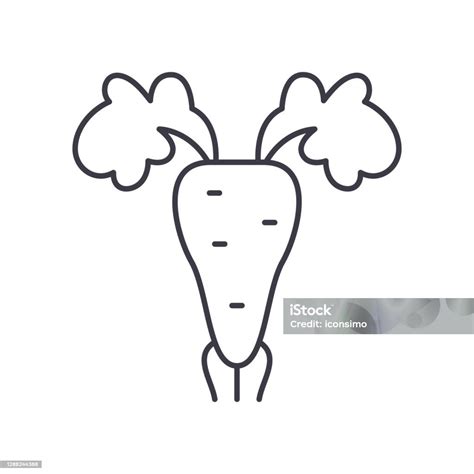 신선한 당근 아이콘 선형 격리 일러스트레이션 얇은 선 벡터 웹 디자인 기호 흰색 배경에 편집 가능한 스트로크와 개요 개념 기호