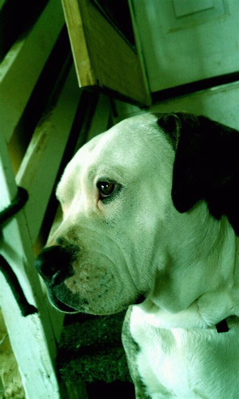 Mopey Face By Partyhardpanda On Deviantart