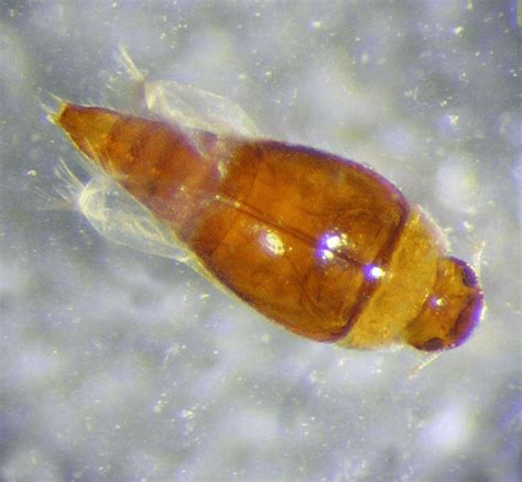 Hydroscaphidae Alchetron The Free Social Encyclopedia