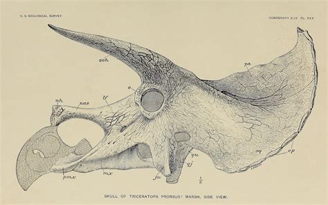 Mark P Wittons Blog Can We Predict The Horn Shapes Of Fossil Animals