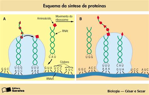 A Síntese Proteica Conhecida Como Bruniv
