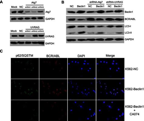 Beclin1 Overexpression Induced Autophagy Requires Atg7 And Uvrag In
