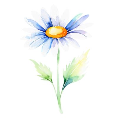 Daisy Flower Watercolor Pngs For Free Download