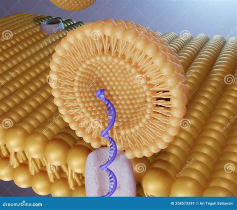 3d Liposome Rna Transfer Into Cells Membrane Stock Image