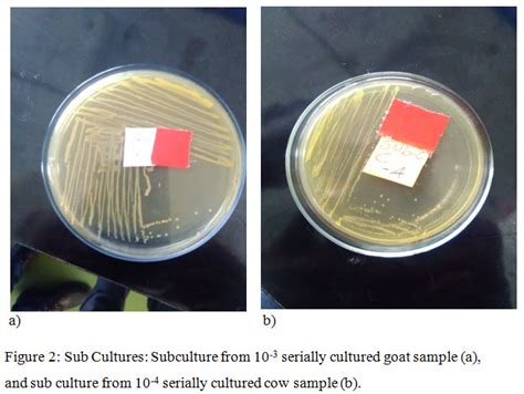 Extraction Of Protease Under Solid State Fermentation Using Bacterial