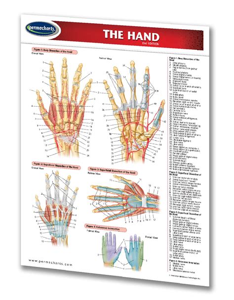 Human Hand Anatomy