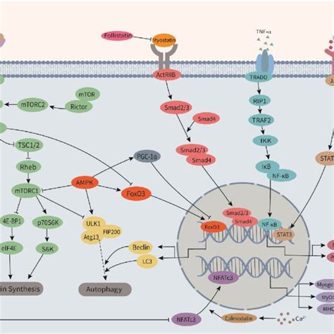 Regulation Of Protein Synthesis And Degradation Pathways 1 Protein