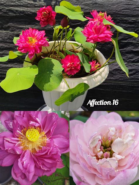 Affection 16 Ameri Camelia Siam Ruby Lotus Combo Buy 6000 Plants Seeds Pots Online At