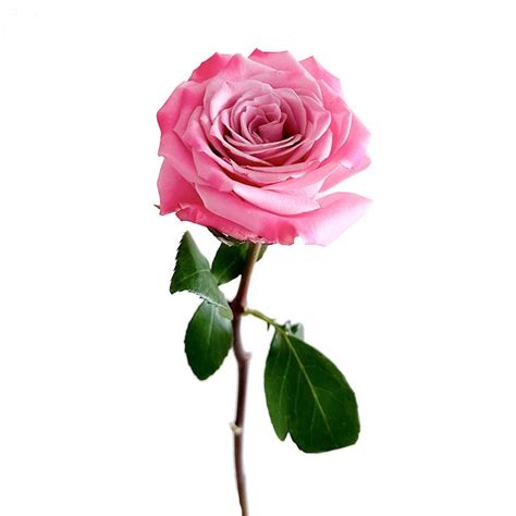 Babaloo Rose Sami Sacha Flowers Flower Delivery Usa Flower Farm