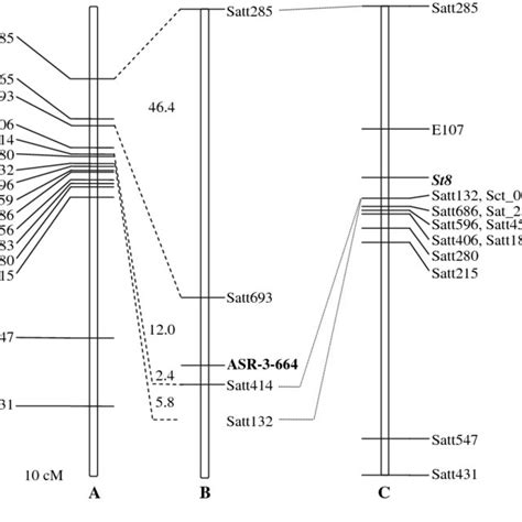 Genetic Linkage Map Of Molecular Linkage Group G Showing Location Of A