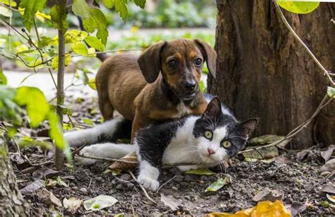 Chi Può Ancora Avere Un Bonus Cani E Gatti Entro Il 2022