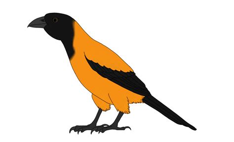 Hooded Pitohui By Ognimdo2002 On Deviantart