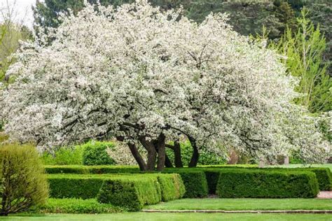 The Firebird Crabapple Tree Minneopa Orchards