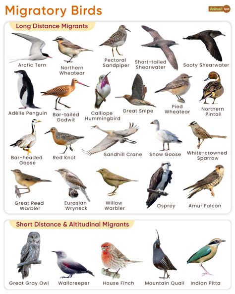 Migratory Birds List Flyways And Pictures